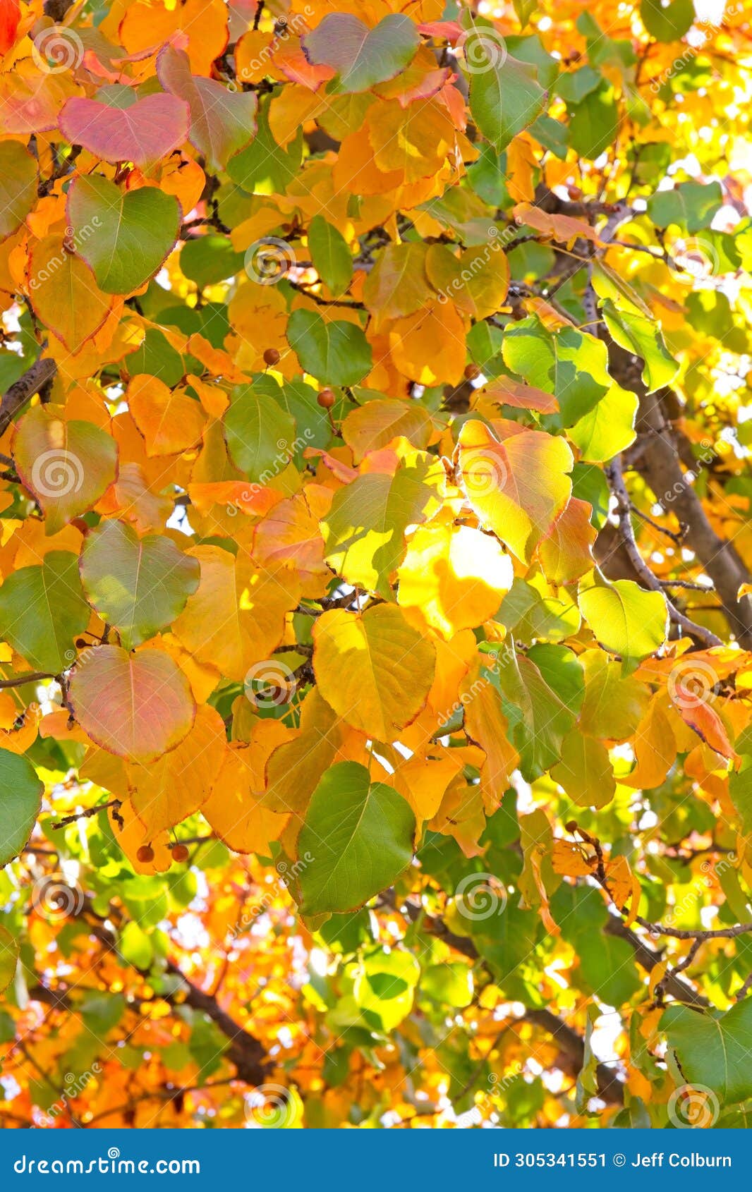 Yellow and Green Leaves on Branches of a Tree. Stock Image - Image of ...