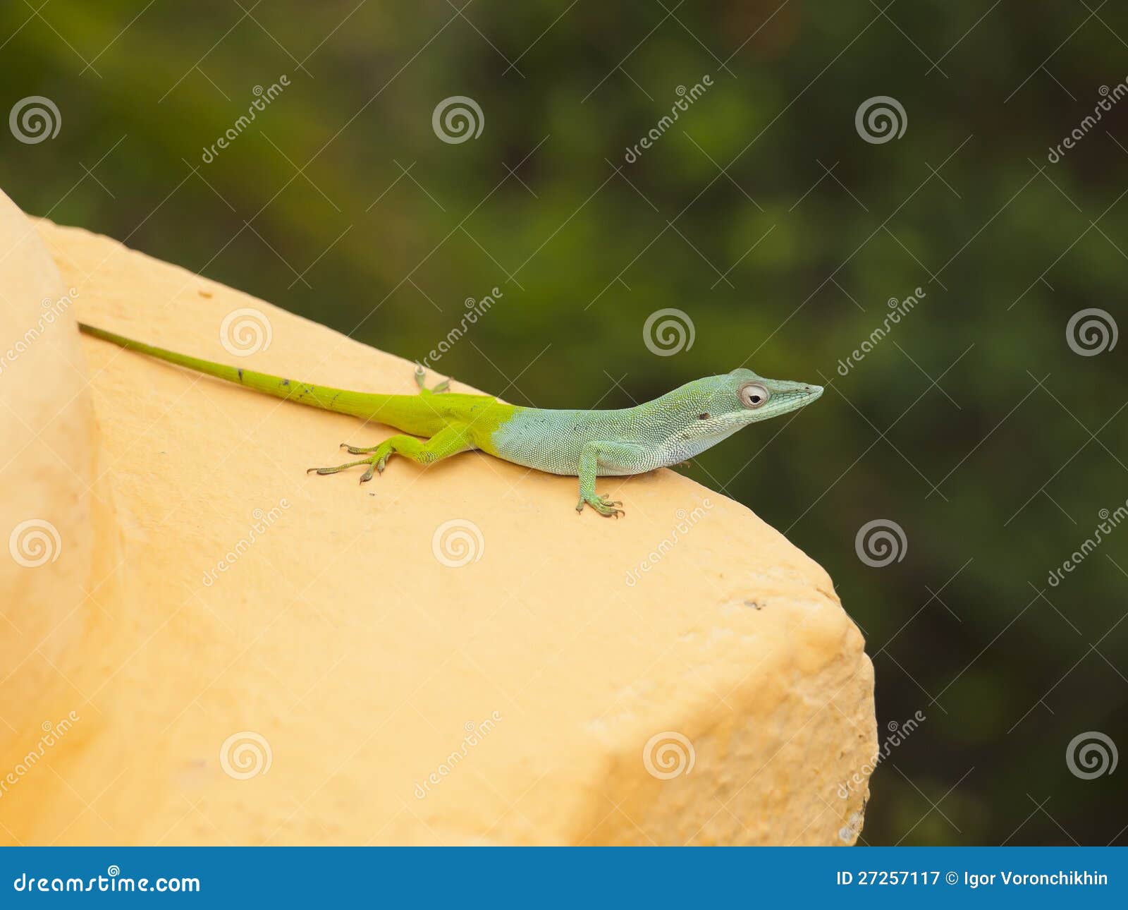 Yellow-green lizard. stock image. Image of lizard, tropical - 27257117