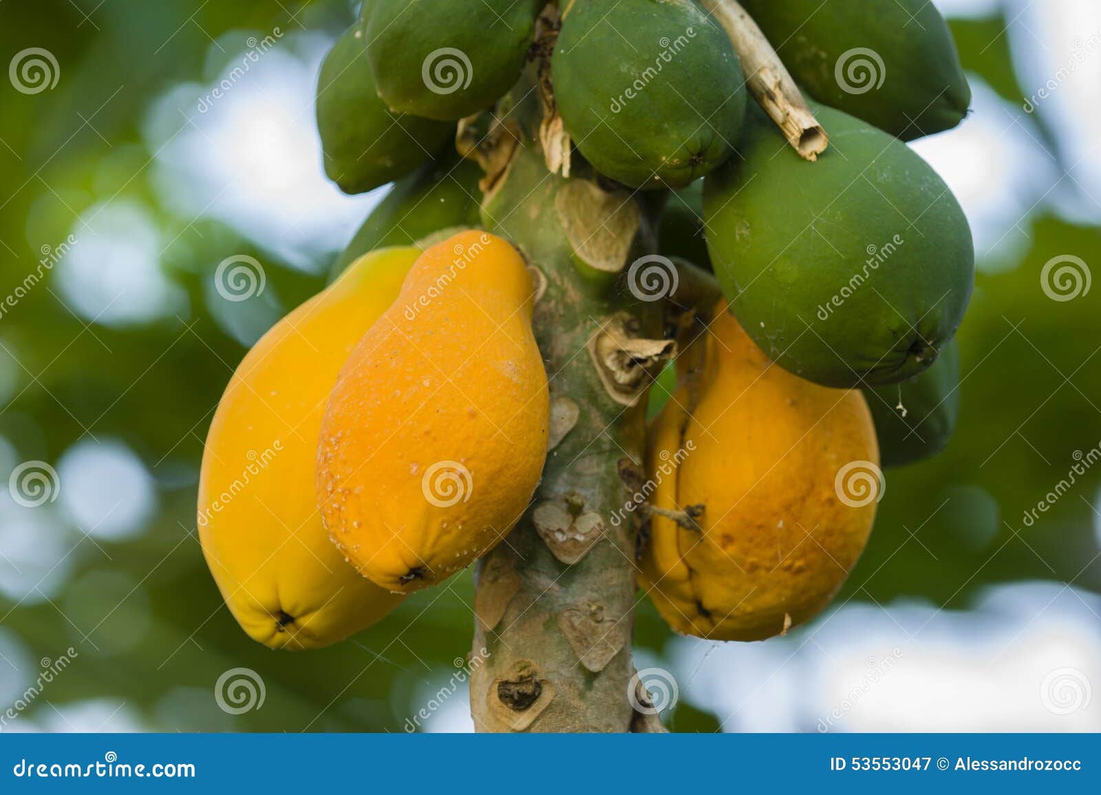 Yellow and Green Mango Fruits Hanging from the Tree Stock Image - Image ...