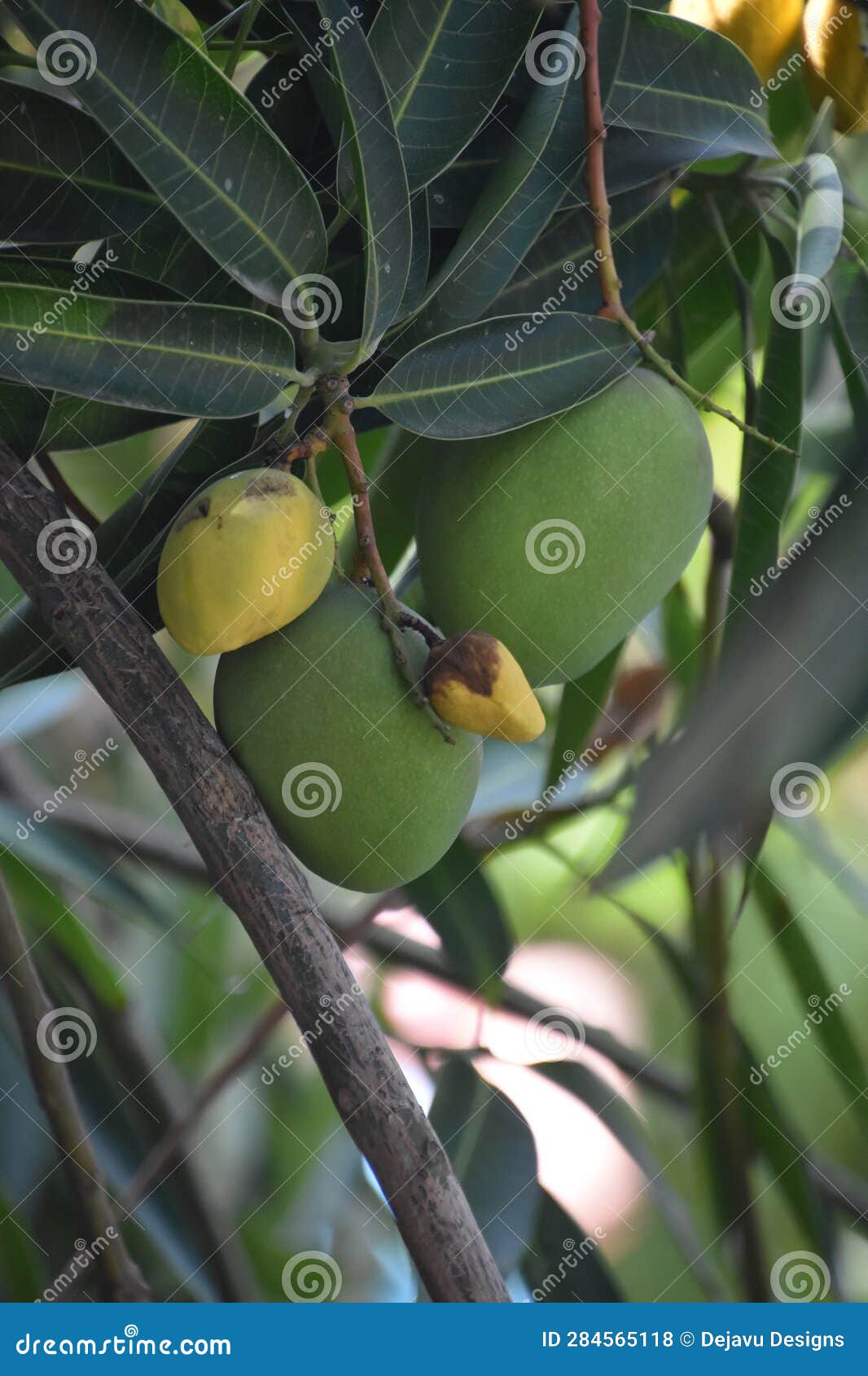 Yellow and Green Mangos on a Mango Tree Stock Photo - Image of unripe ...