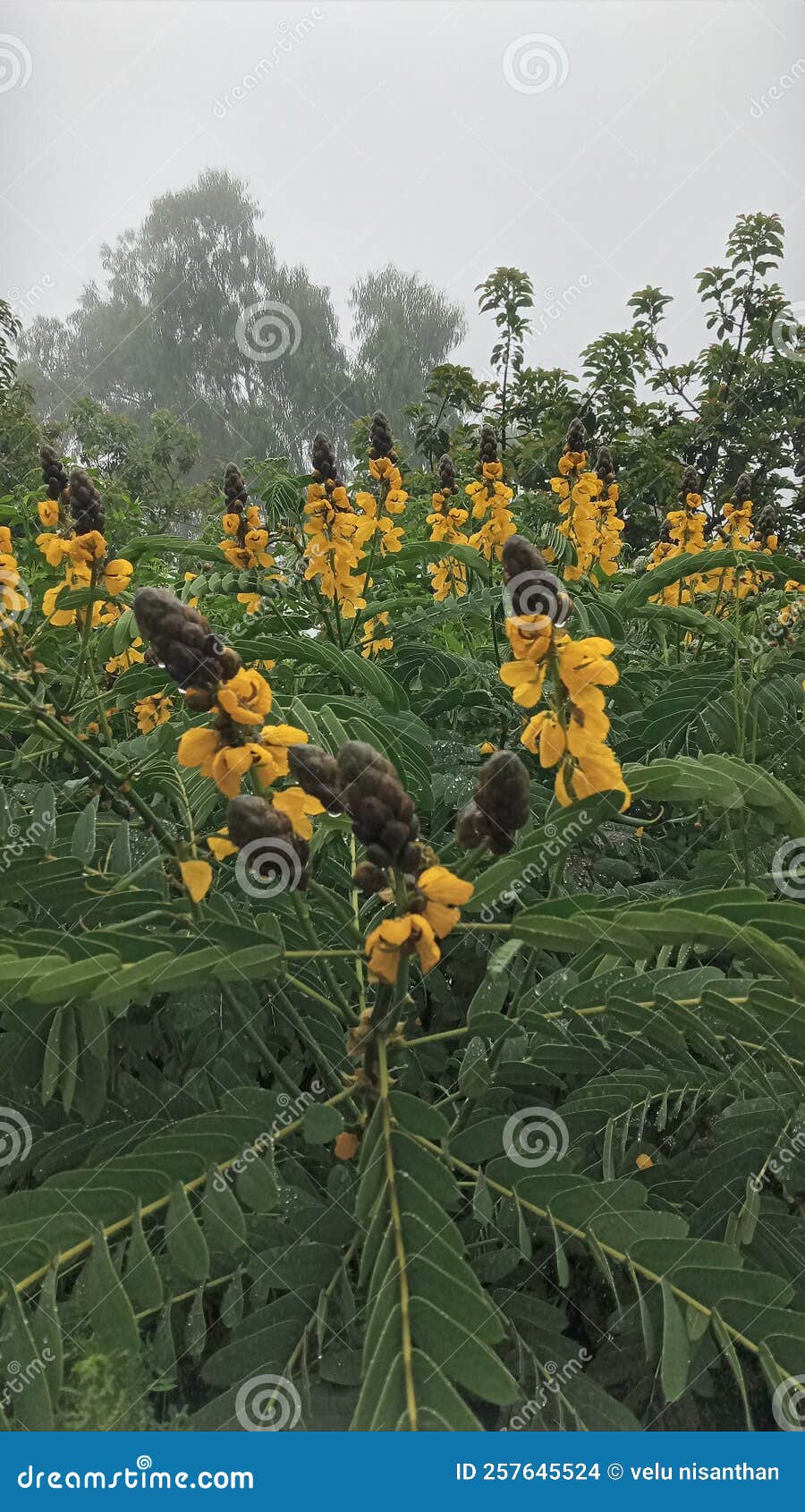 Yellow and Green Natural Trees Stock Photo - Image of evergreen, branch ...