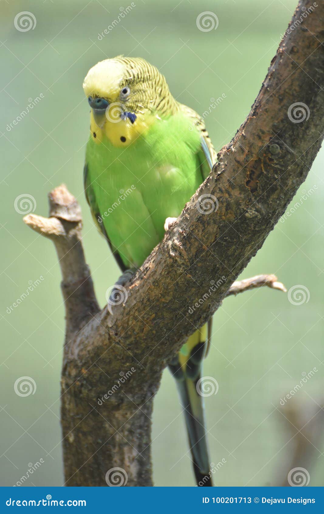 Very Bright Colored Parakeet Sitting in a Tree Stock Image - Image of ...