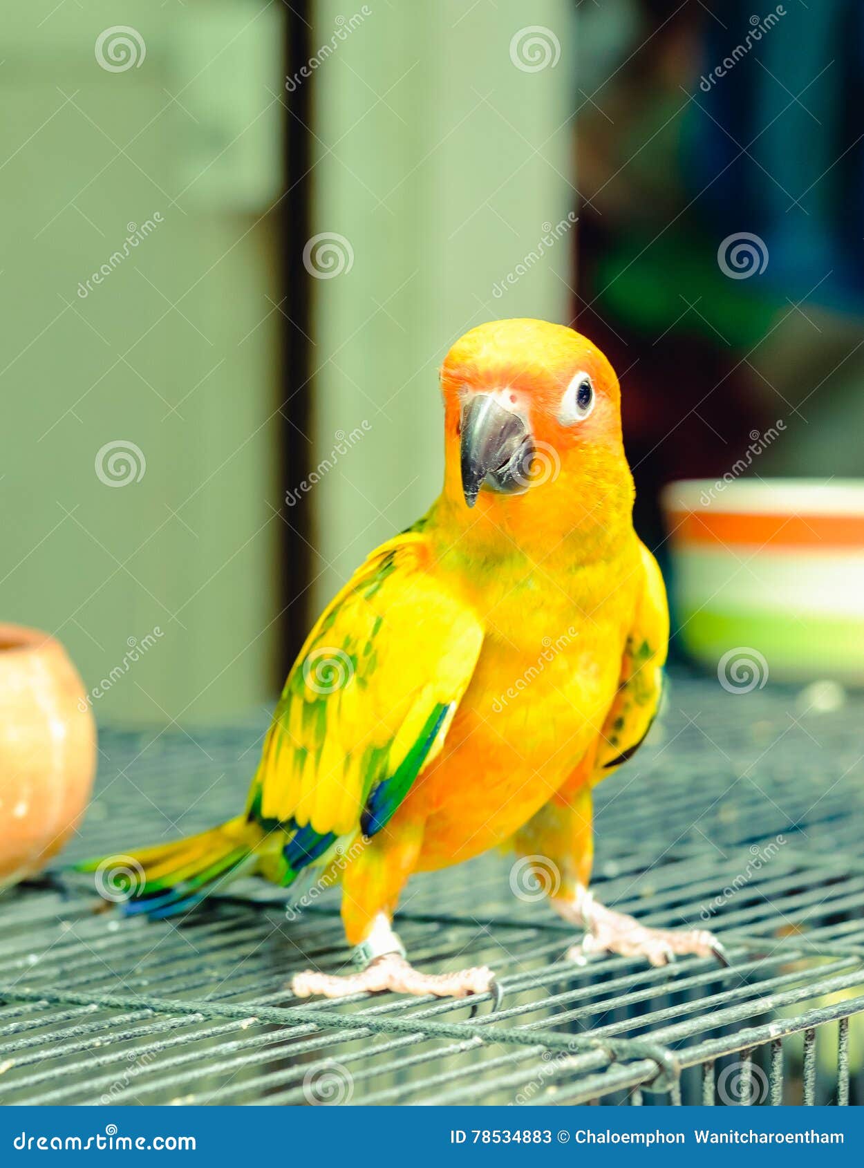 Yellow-green parrot stock image. Image of cute, amazon - 78534883
