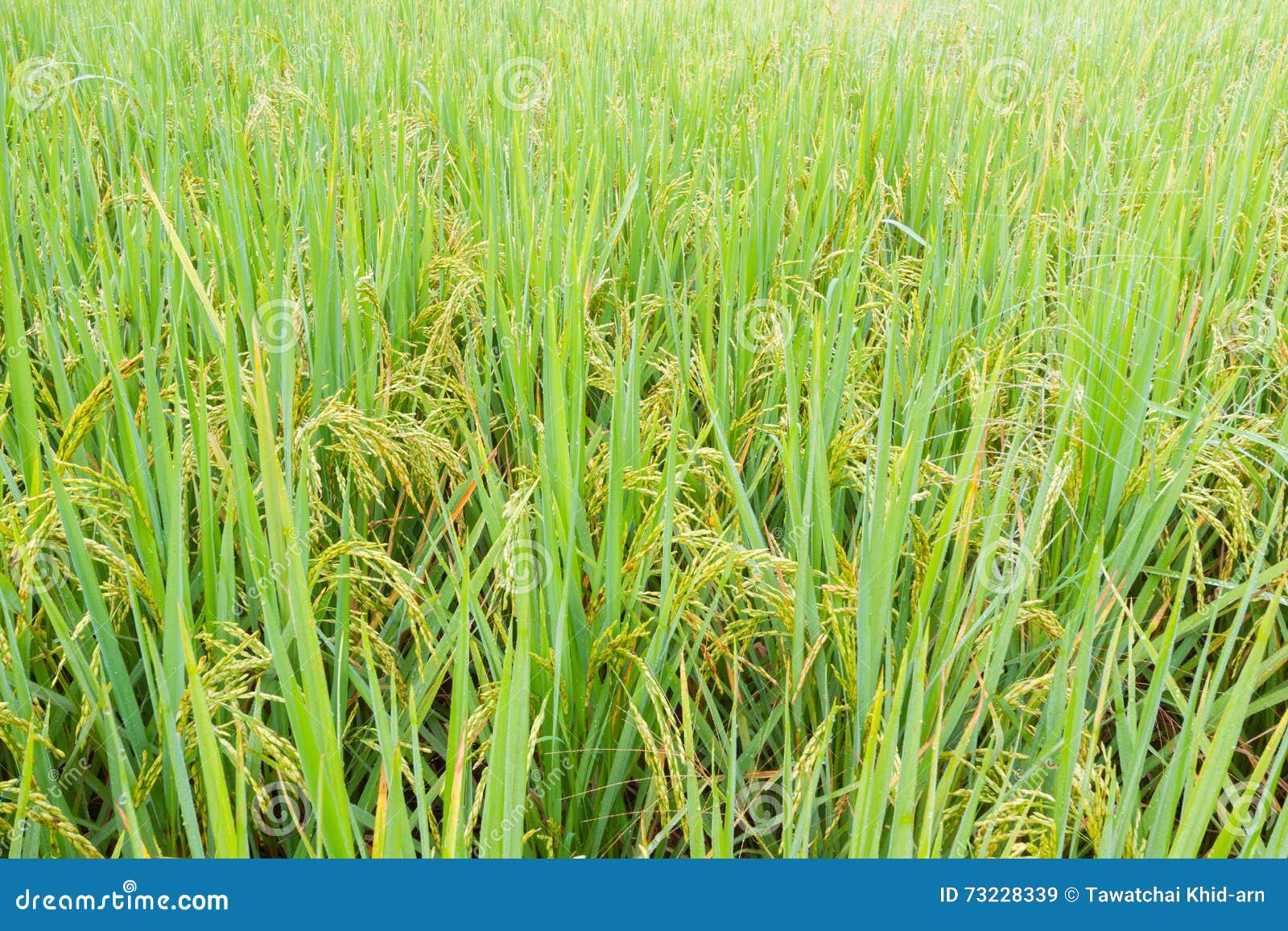 Yellow Green Rice Field after Raining, Thailand Stock Image - Image of ...