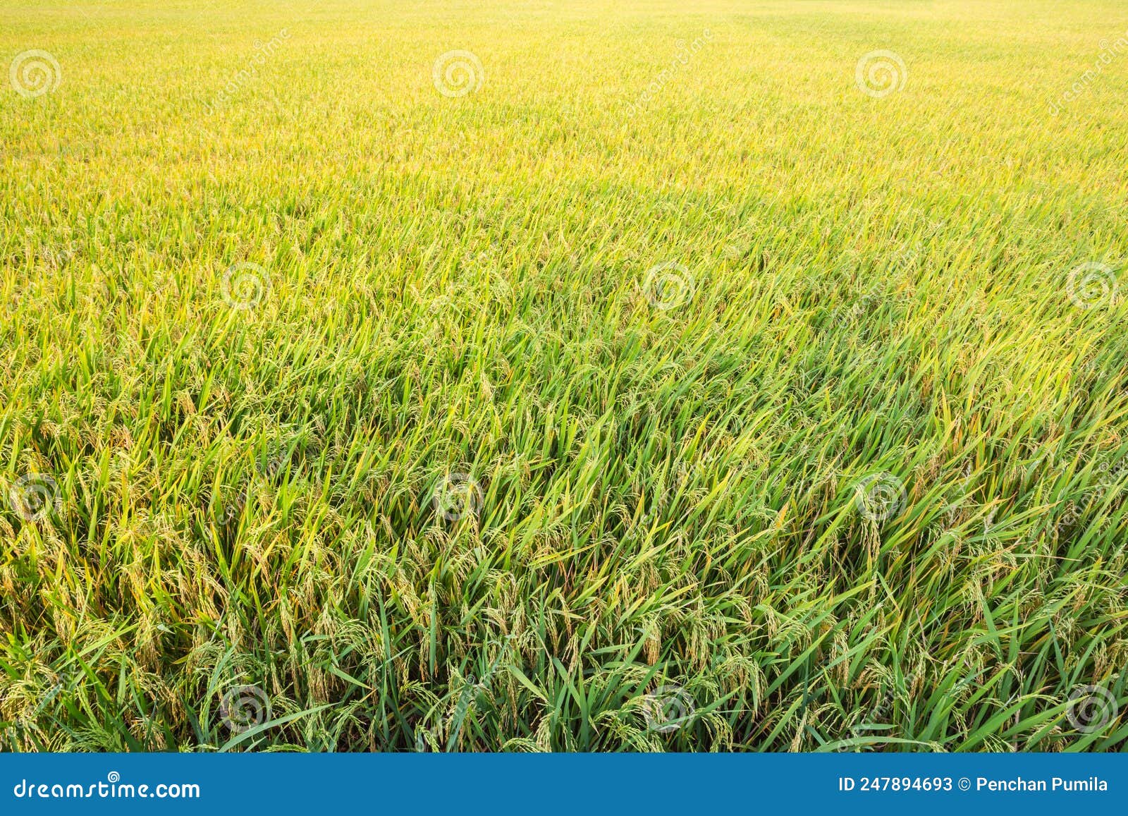 The Yellow Green Rice in Paddy Rice Field Stock Image - Image of asia ...