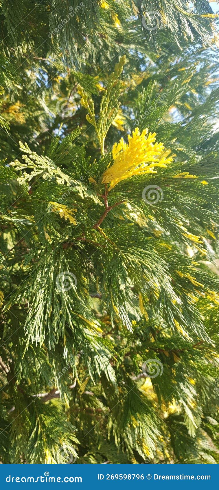 Yellow-green river cedar stock photo. Image of tree - 269598796