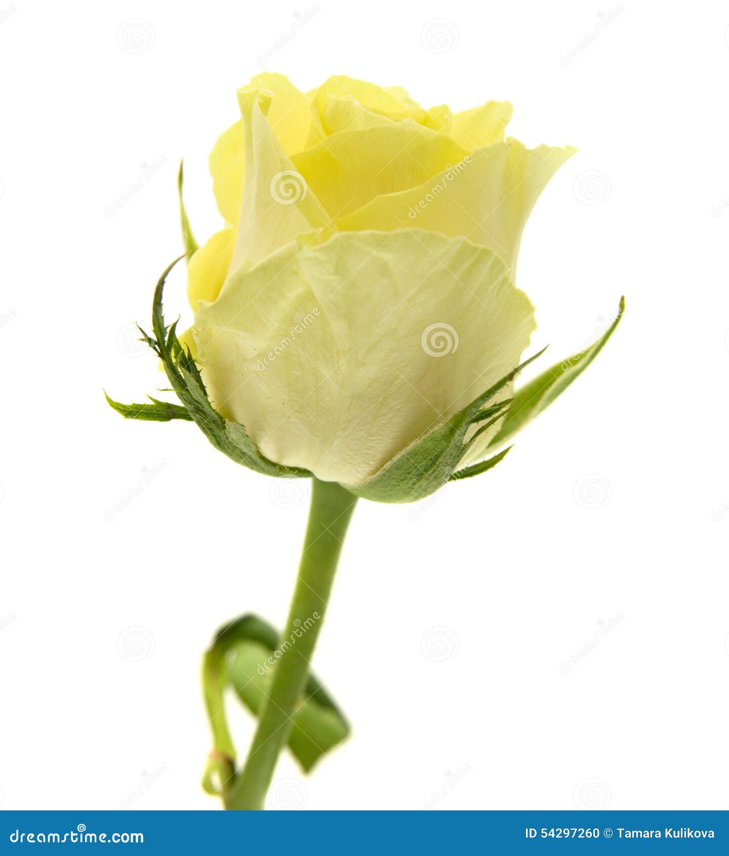 Yellow-green rose stock photo. Image of green, flowering - 54297260