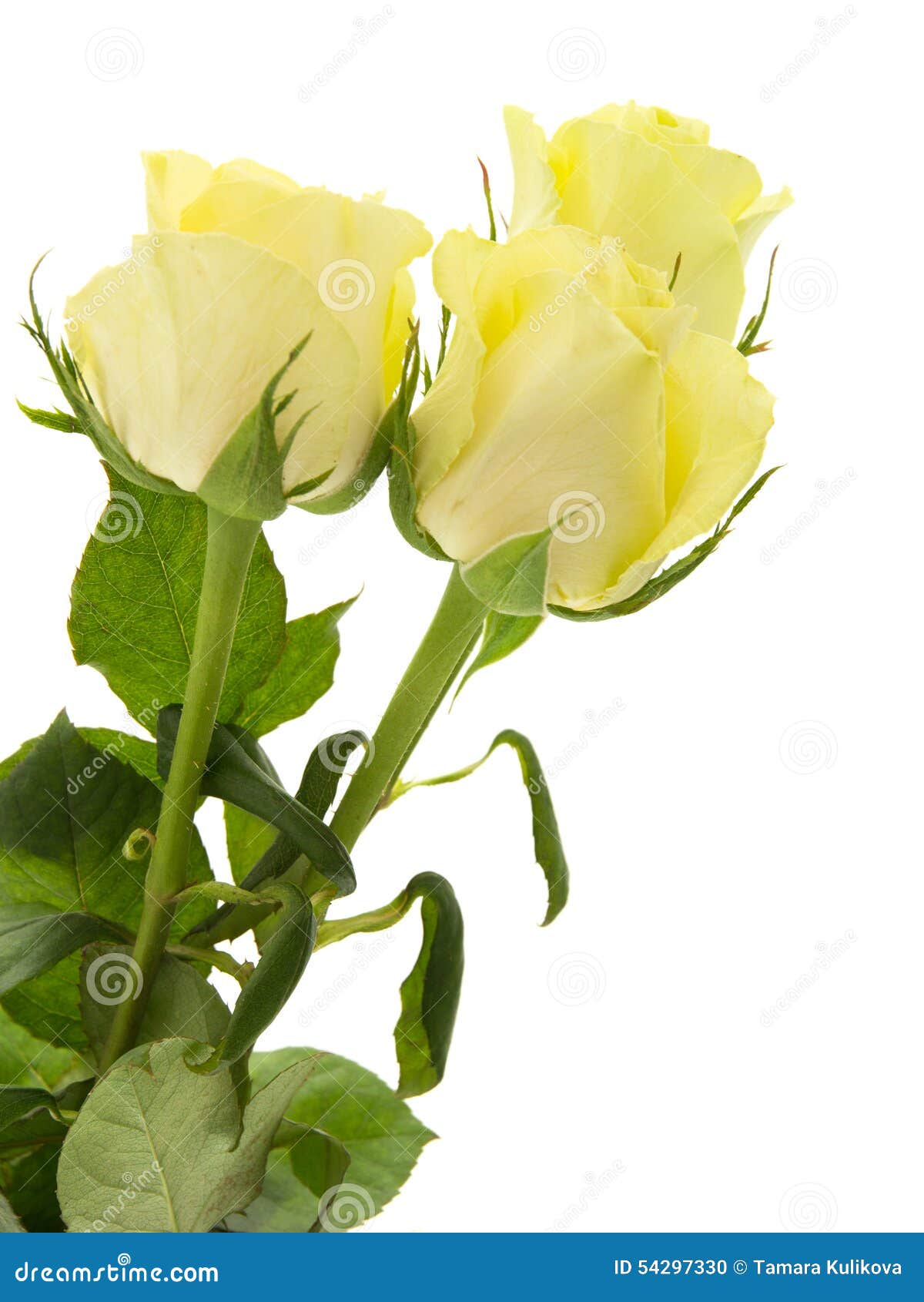 Yellow-green rose stock photo. Image of pretty, floral - 54297330