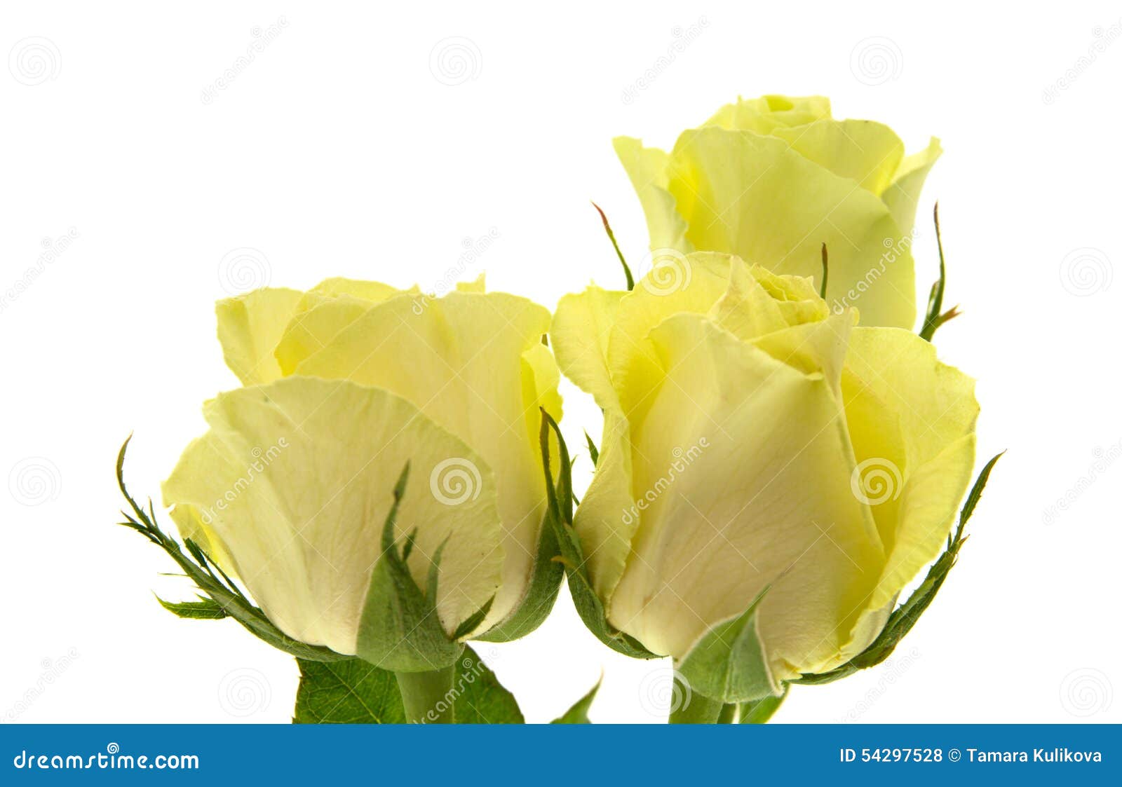 Yellow-green rose stock photo. Image of plant, color - 54297528