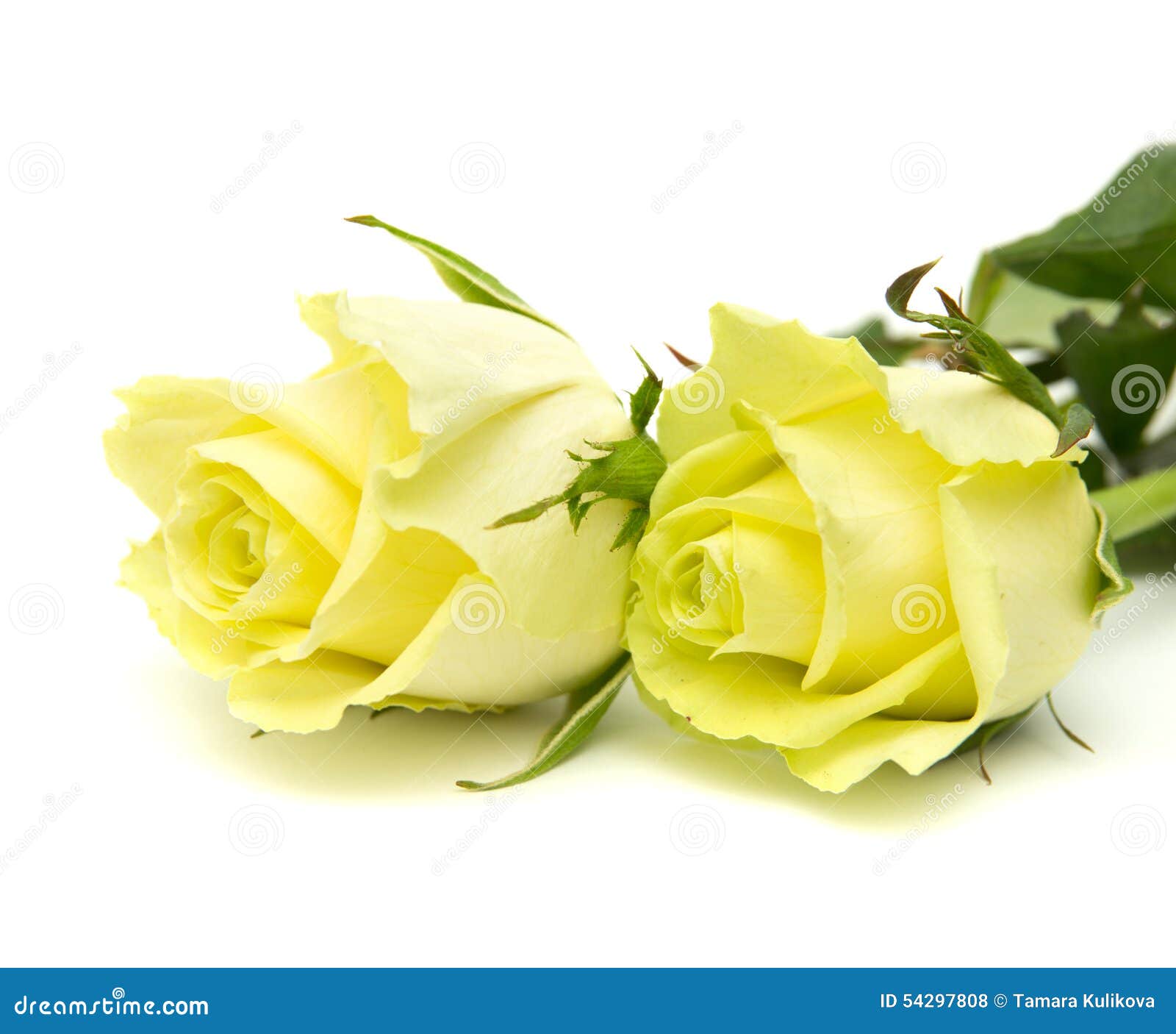 Yellow-green rose stock photo. Image of beautiful, light - 54297808