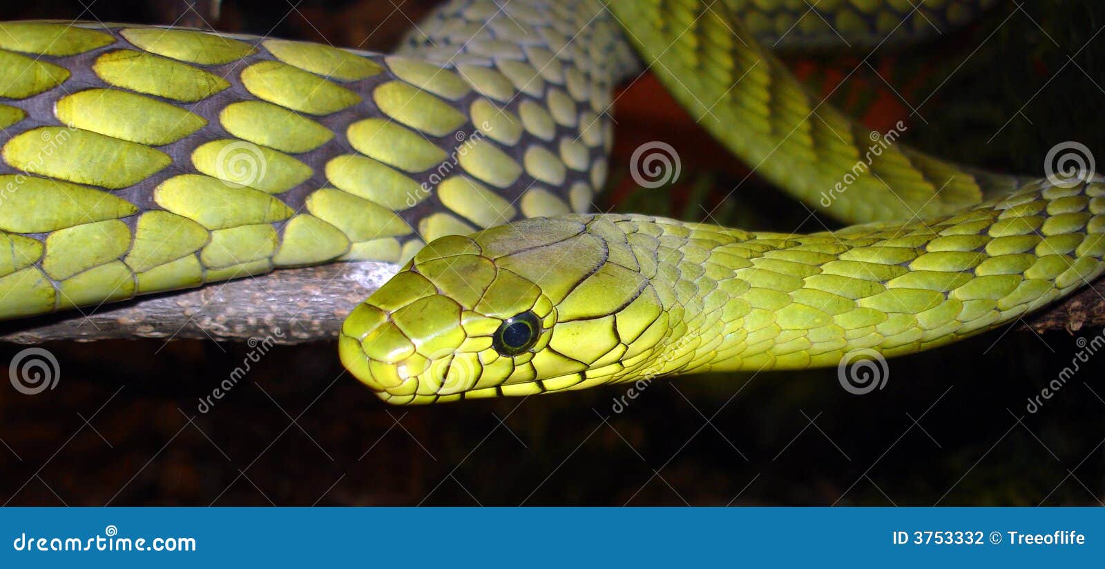 Yellow and green snake stock photo. Image of reptile, wildlife - 3753332