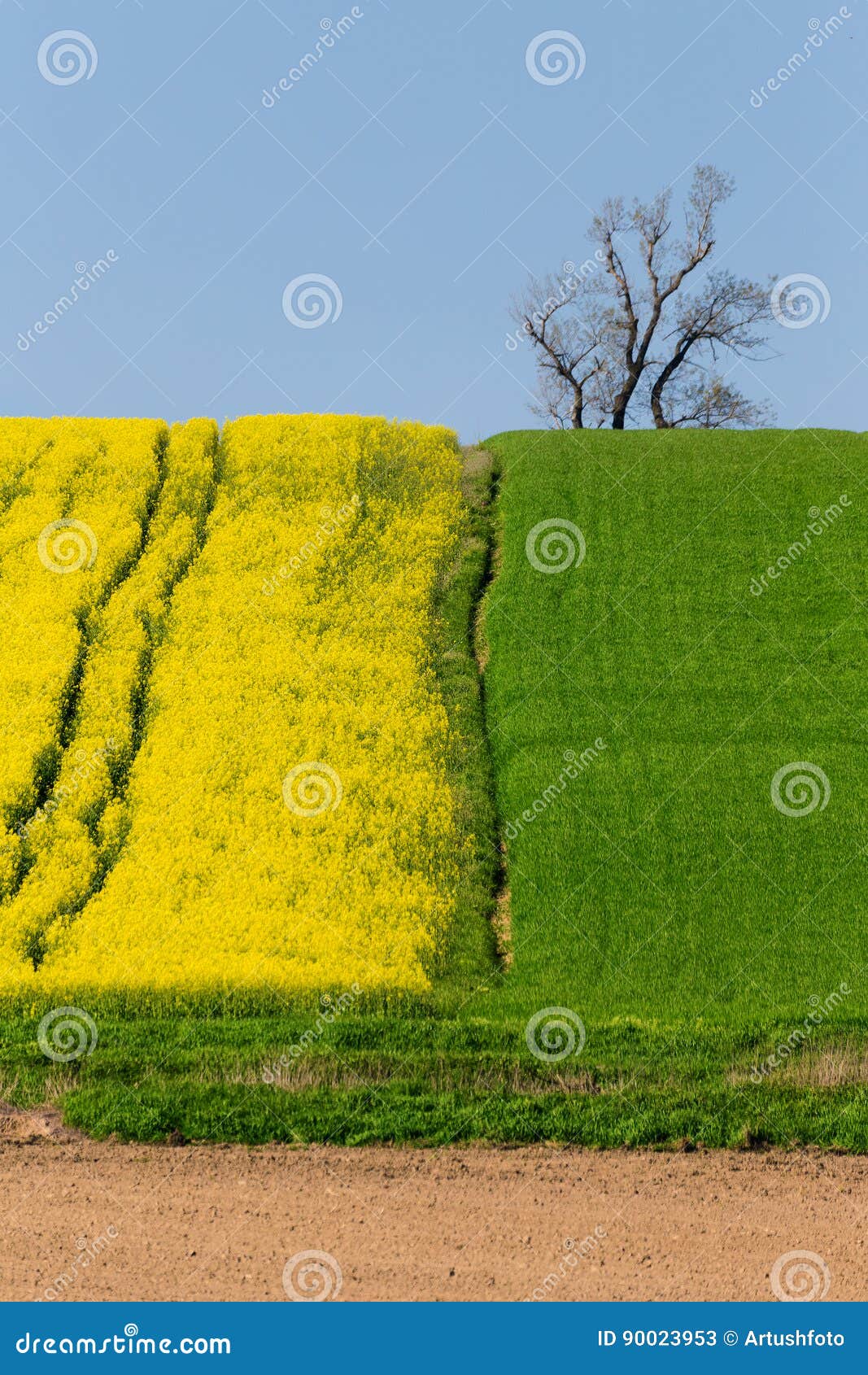 Yellow and Green Spring Field in Countryside Stock Image - Image of ...