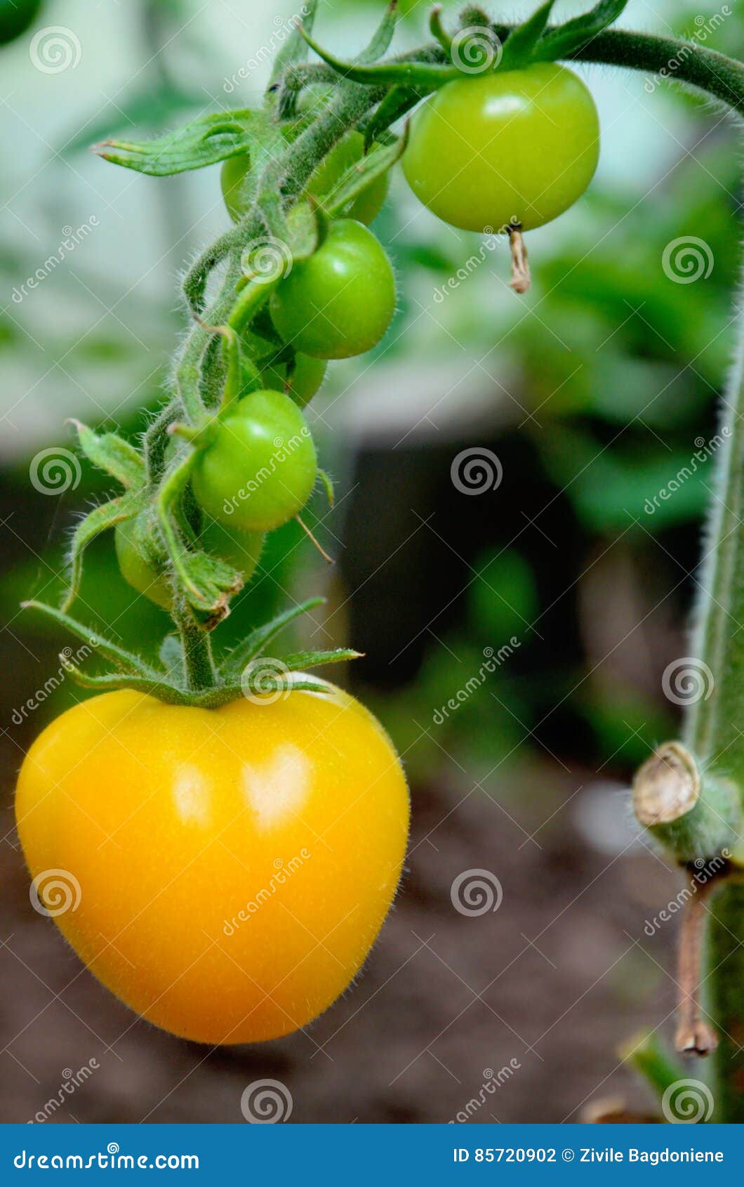 Yellow and Green Tomatoes on Tree Stock Photo - Image of leaf, rural ...