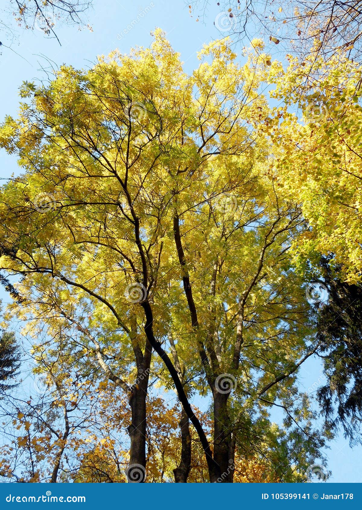 Yellow-green Tree in Autumn Afternoon Stock Image - Image of nature ...