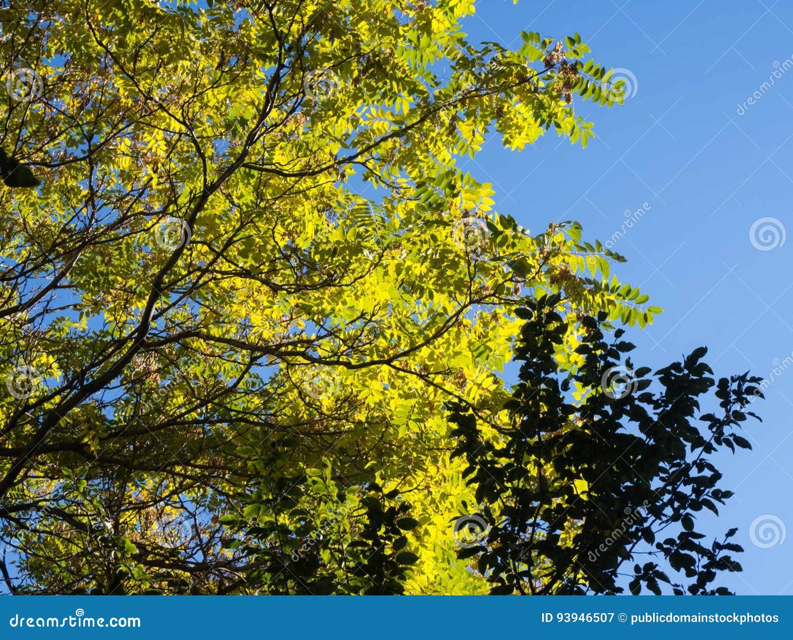 Yellow-Green Tree On Blue Background Picture. Image: 93946507