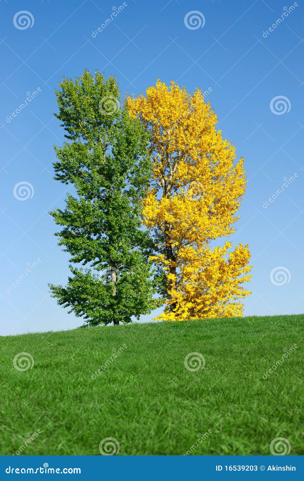Yellow and Green Tree in the Field Stock Image - Image of idyllic ...