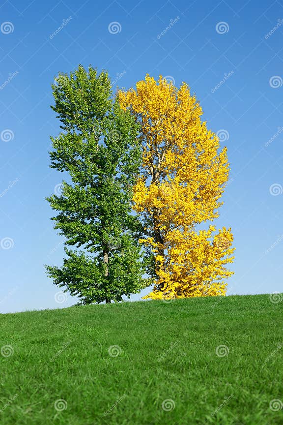 Yellow and Green Tree in the Field Stock Image - Image of idyllic ...