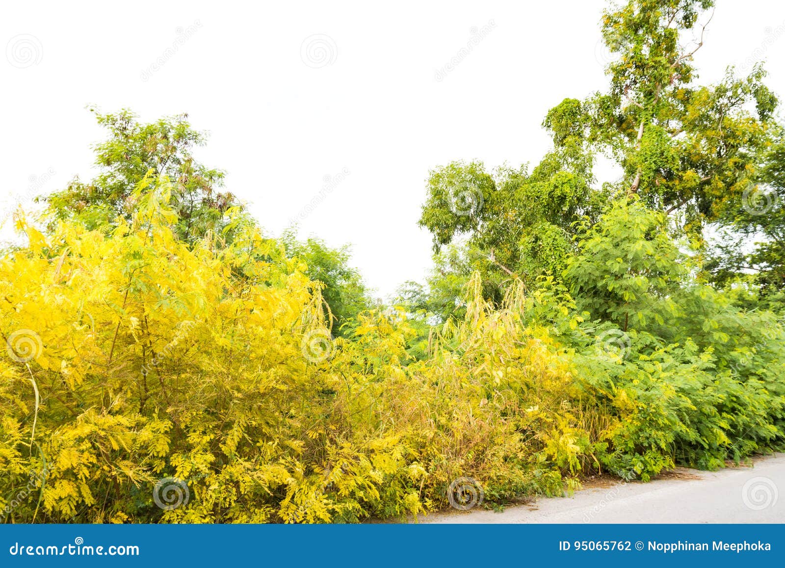 Yellow and Green tree stock photo. Image of growth, fall - 95065762