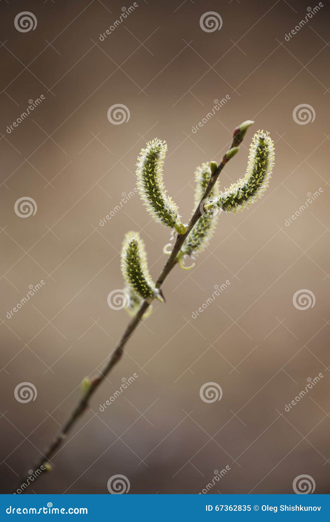 Yellow-green Twig with Buds at the Spring Stock Image - Image of branch ...