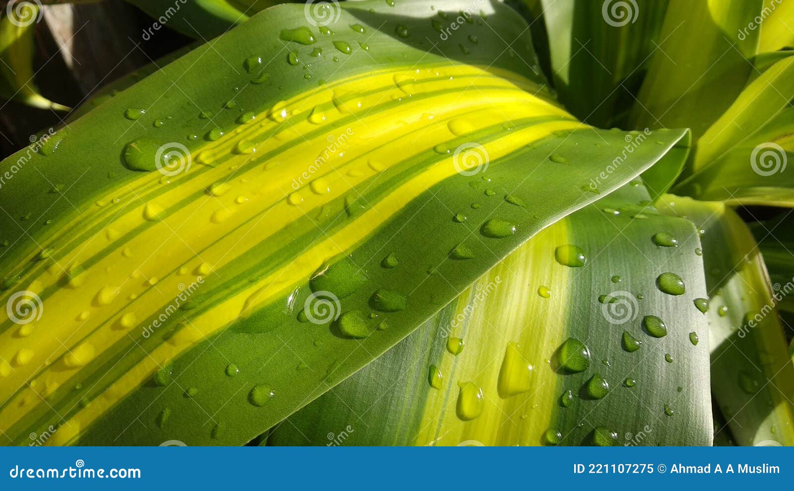 Yellow Green Water Drop Flower Stock Image - Image of drop, yellow ...