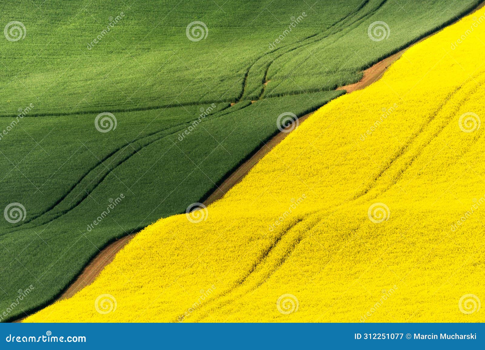 Yellow and Green Wavy Spring Fields Nice Symmetric Composition. Stock ...