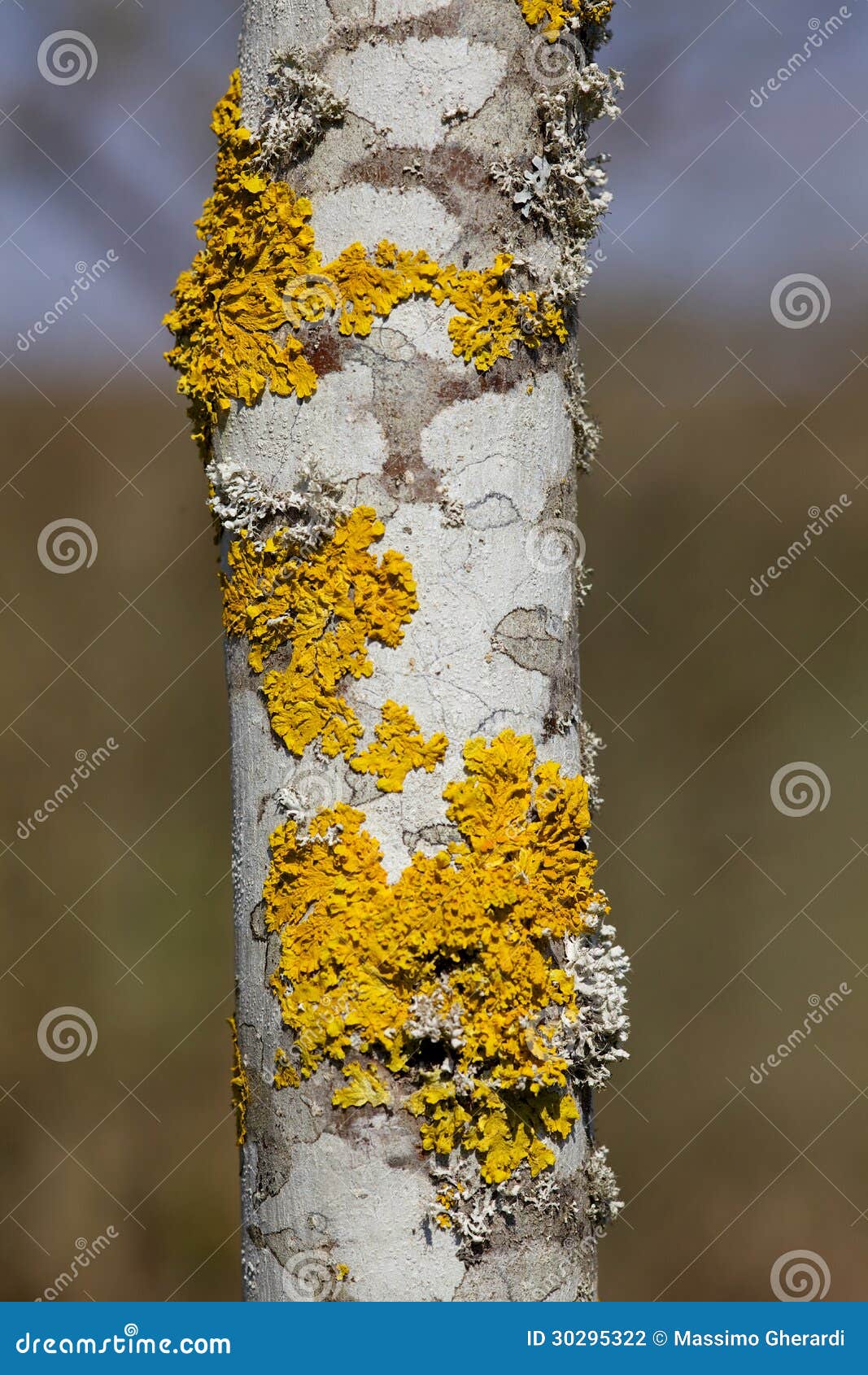 White Tree Bark with Lichens Stock Photo - Image of brown, texture ...
