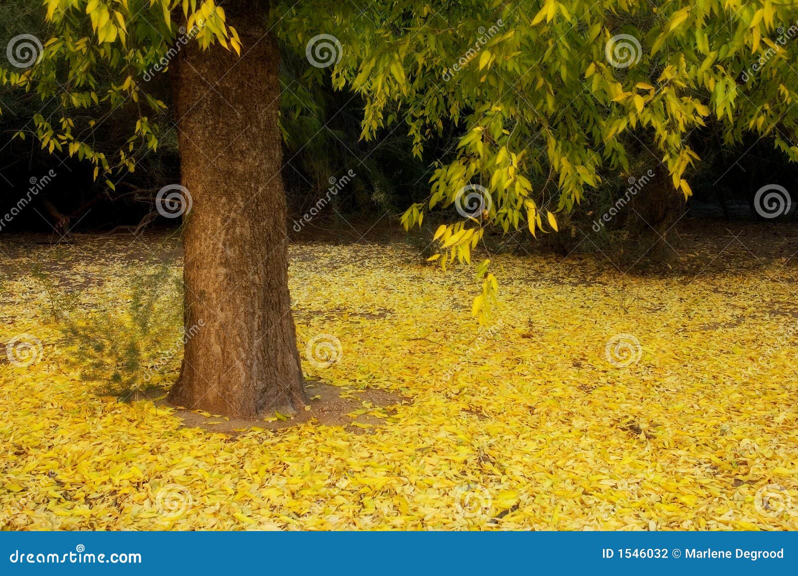 Yellow Ground stock photo. Image of outside, season, pattern - 1546032