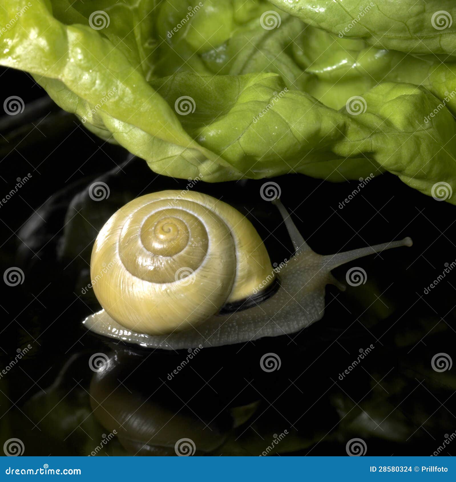 Yellow Grove Snail and Salad Stock Photo - Image of biology, nature ...