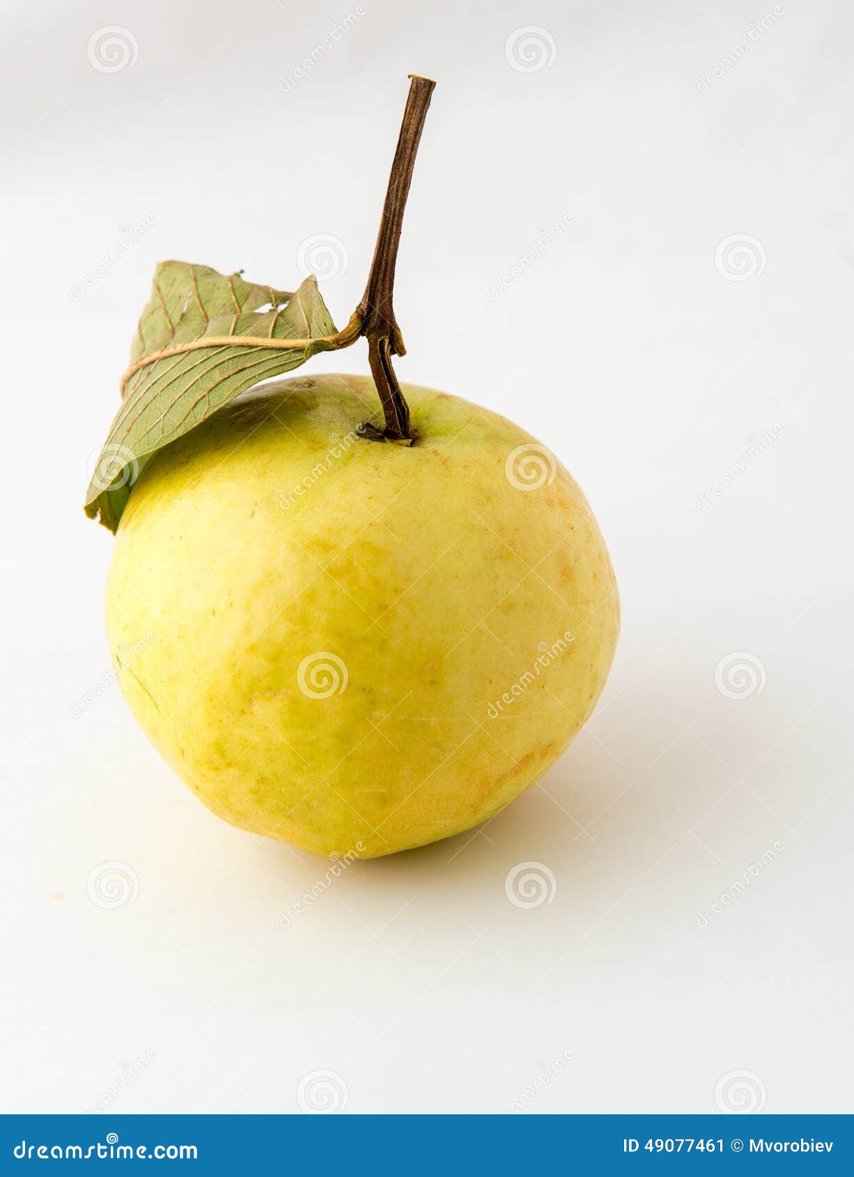 Yellow guava with leaf stock image. Image of healthy - 49077461