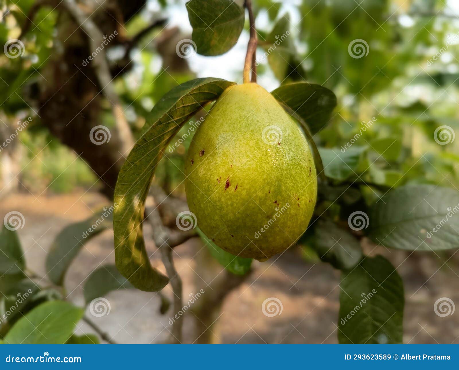 Yellow Guava in the Natural Tree Stock Image - Image of guava, tropical ...