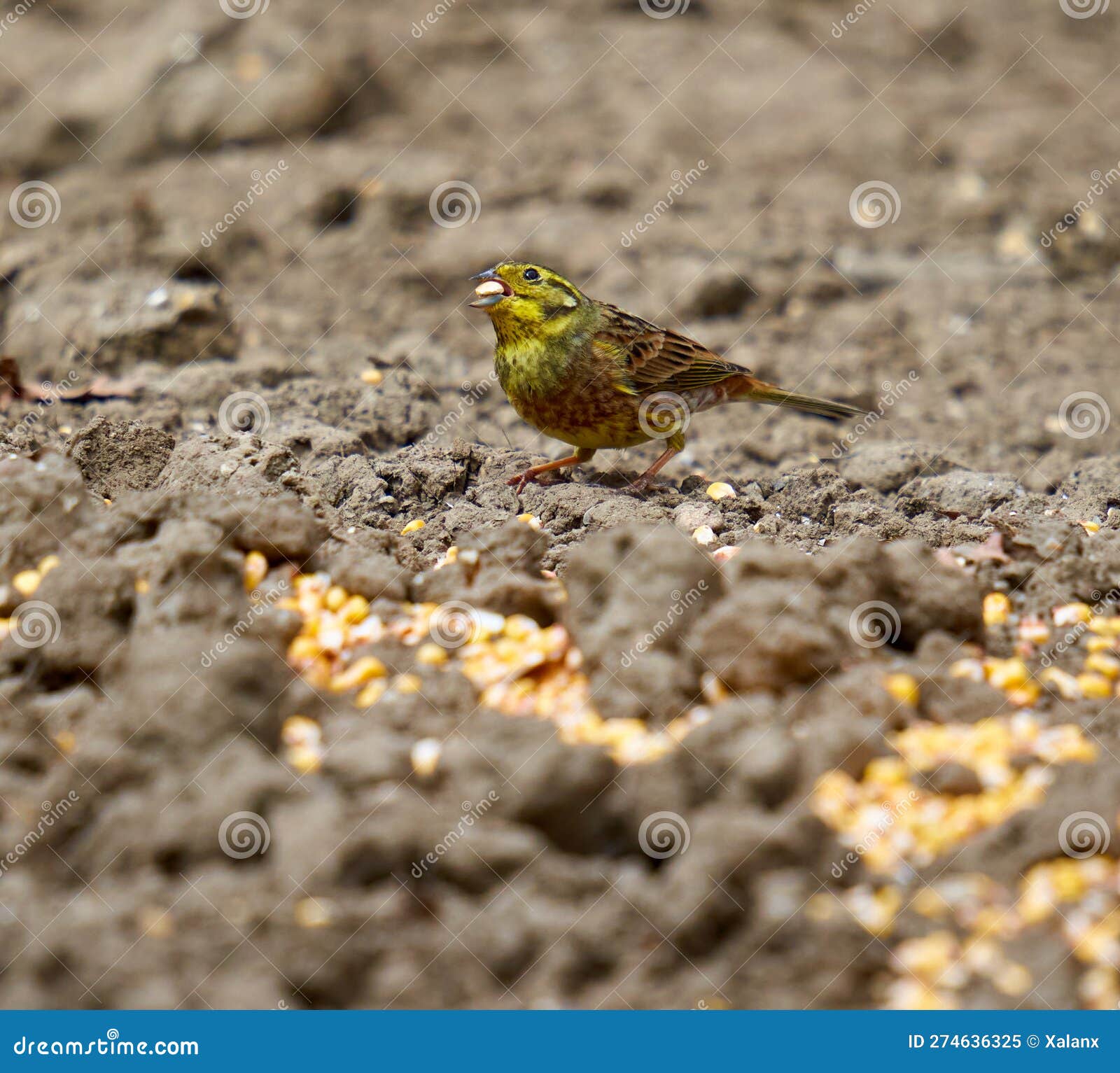 Yellow Hammer Feeding on the Ground Stock Image - Image of soil ...