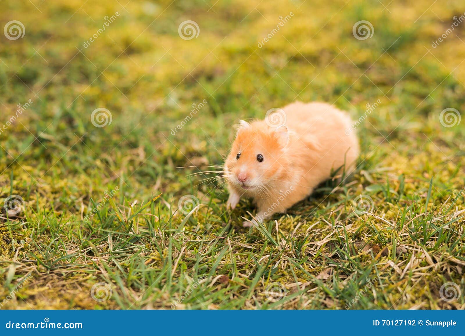 Yellow Hamster Looking at Camera Stock Photo - Image of environment ...