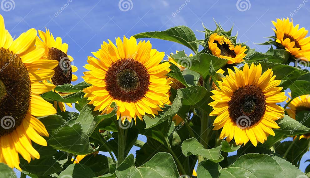 Yellow happiness stock image. Image of flower, beauty - 7773363