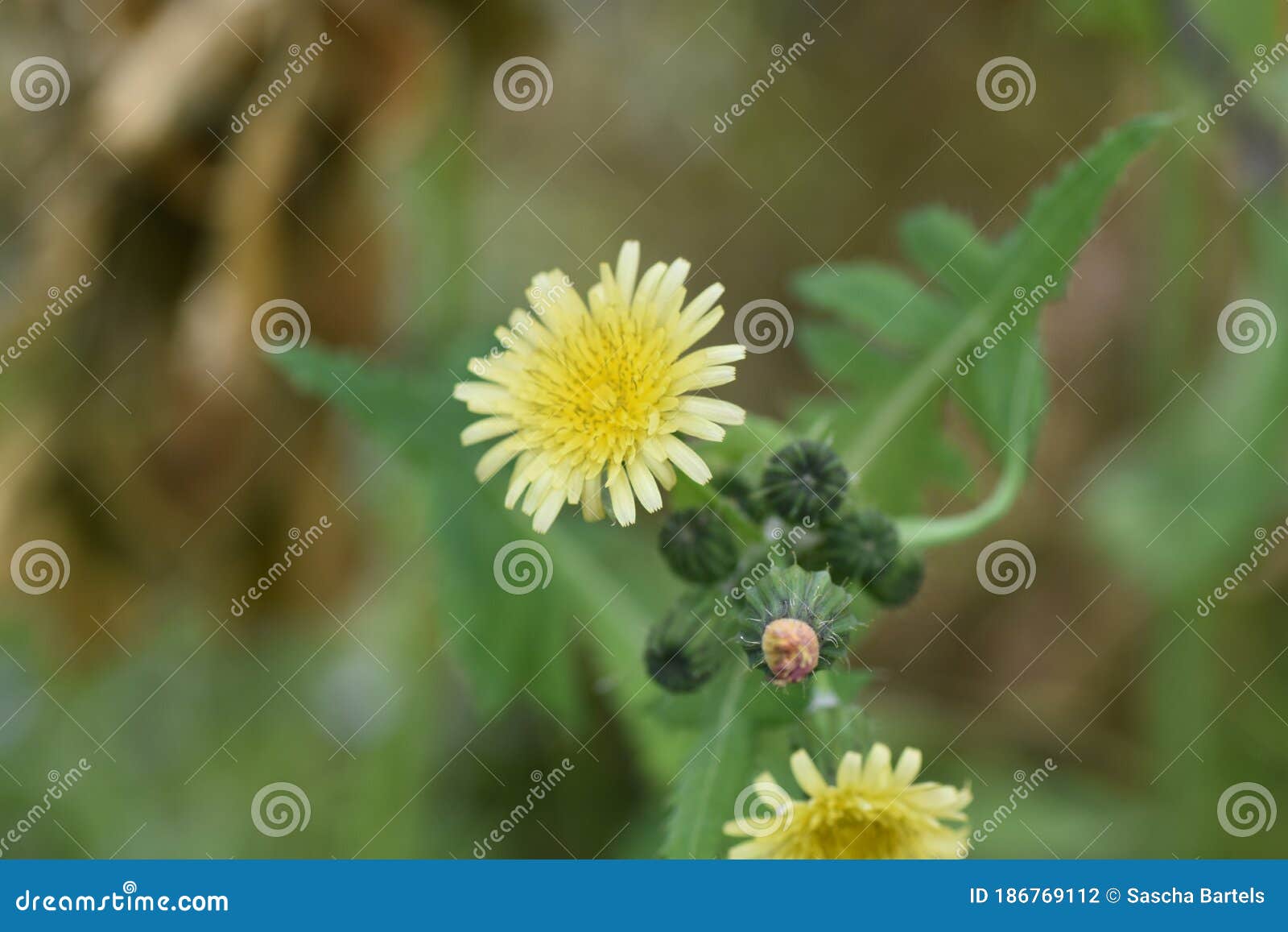 Yellow hawkweed blooms stock photo. Image of flower - 186769112