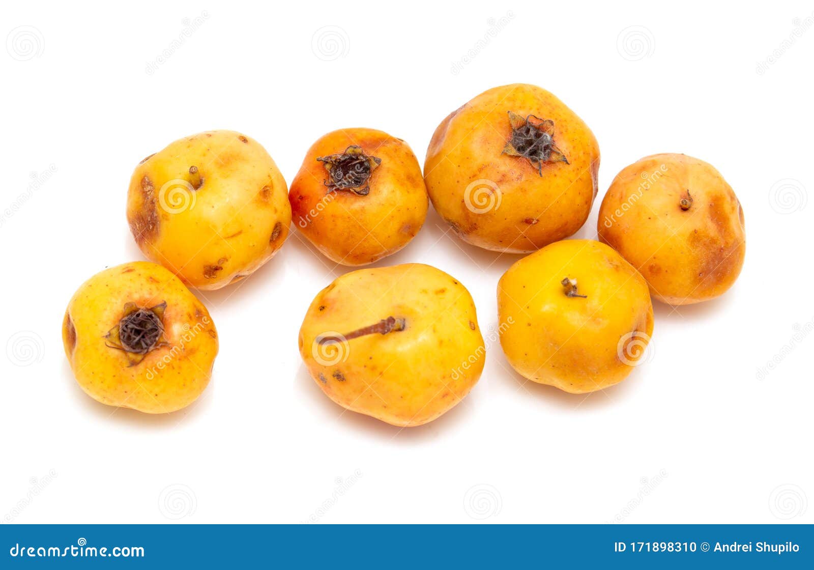 Yellow Hawthorn Isolated on a White Background Stock Photo - Image of ...