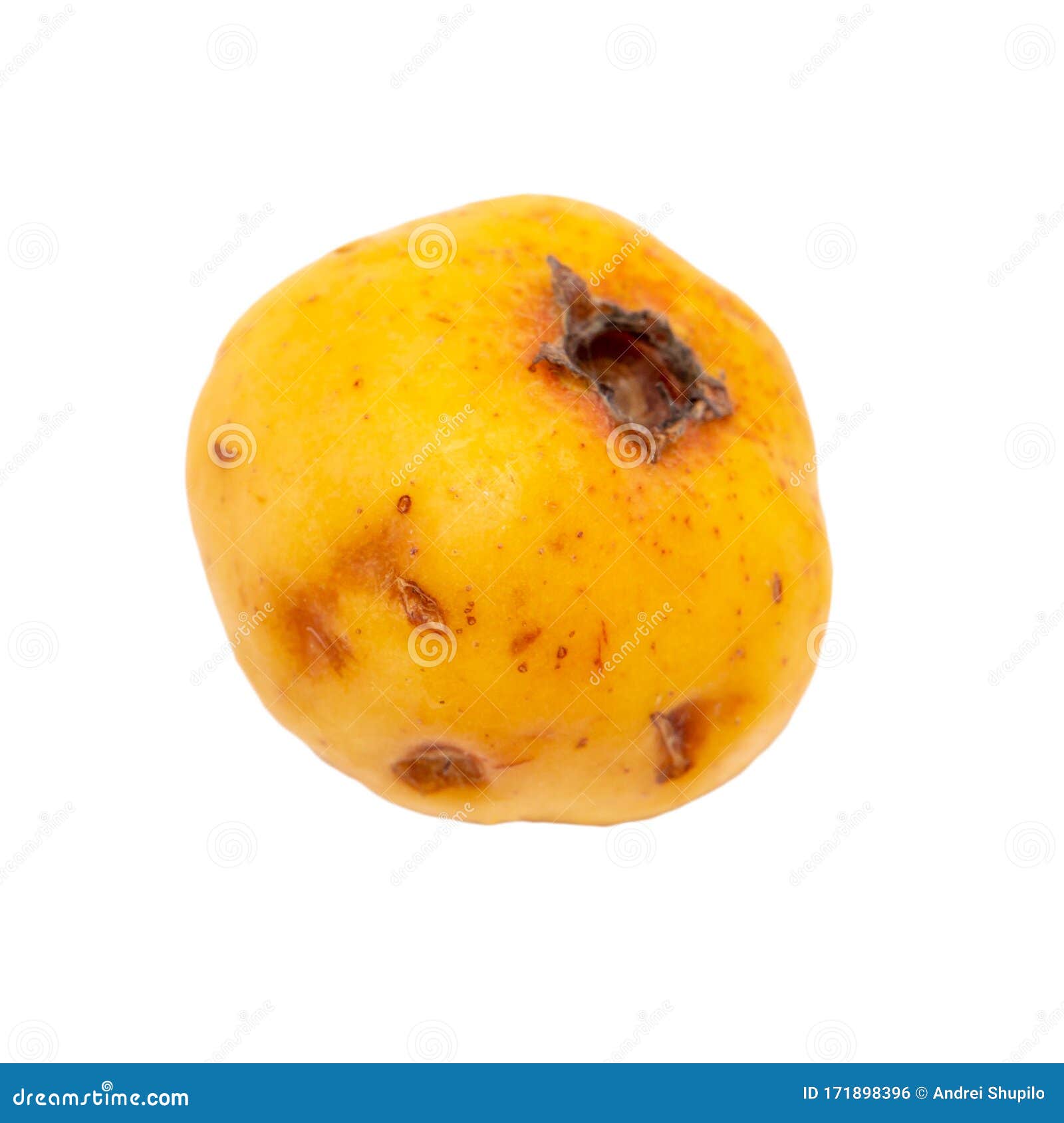 Yellow Hawthorn Isolated on a White Background Stock Photo - Image of ...