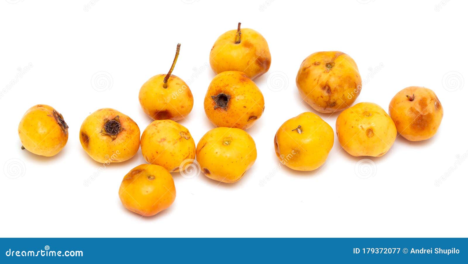 Yellow Hawthorn Isolated on a White Background Stock Image - Image of ...