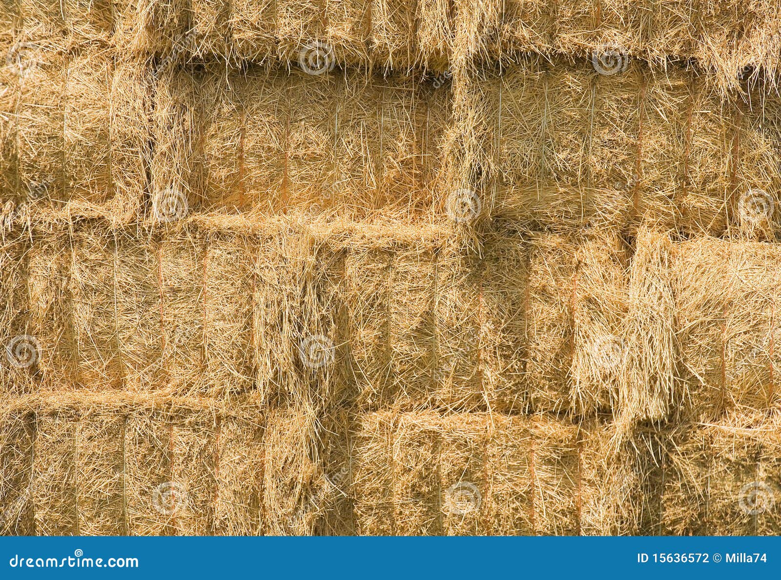 Yellow hay bales. stock photo. Image of field, haystack - 15636572
