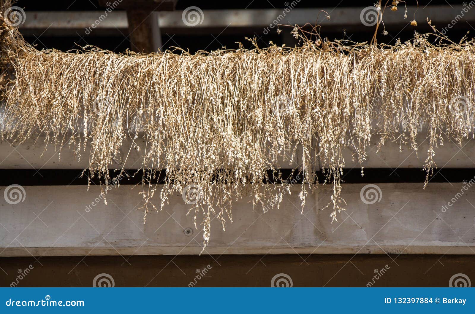 Yellow Hay Hanging from a String on Display Stock Photo - Image of ...