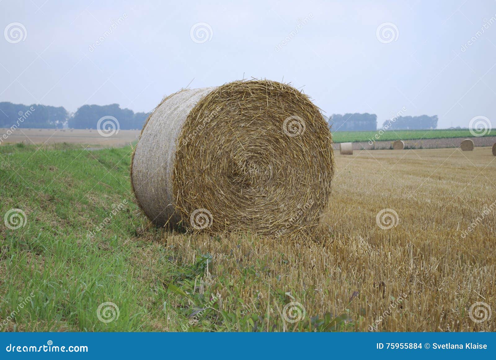 Yellow Hay Roll in the Field. Stock Photo - Image of farmland, grass ...