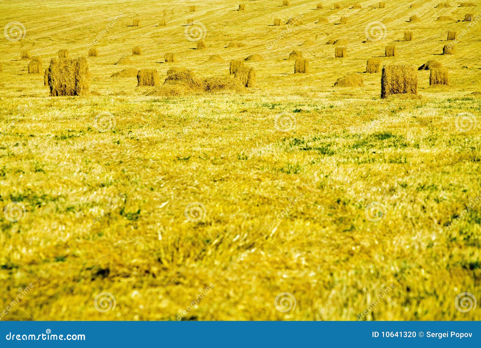 Yellow haystacks stock photo. Image of barley, nature - 10641320