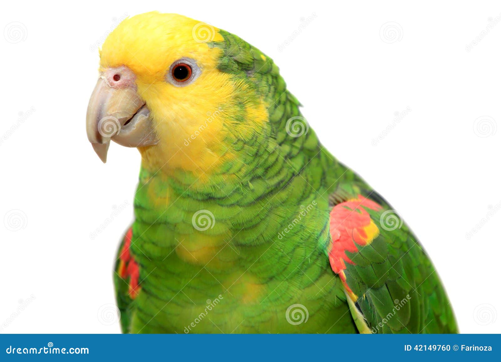 Yellow Head Amazon on White Stock Photo - Image of amazona, exotic ...