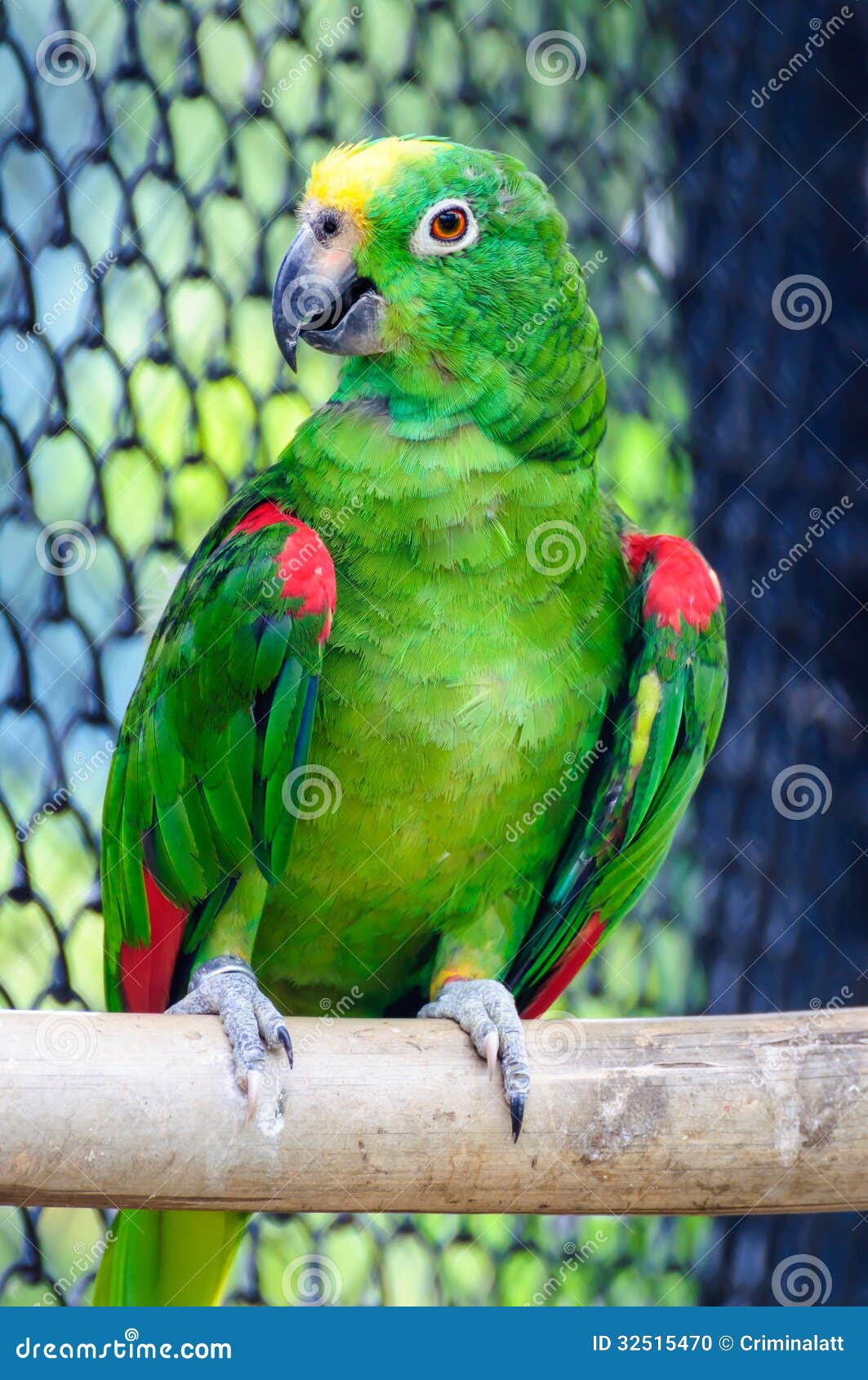 Yellow head macaw stock photo. Image of nature, parrot - 32515470