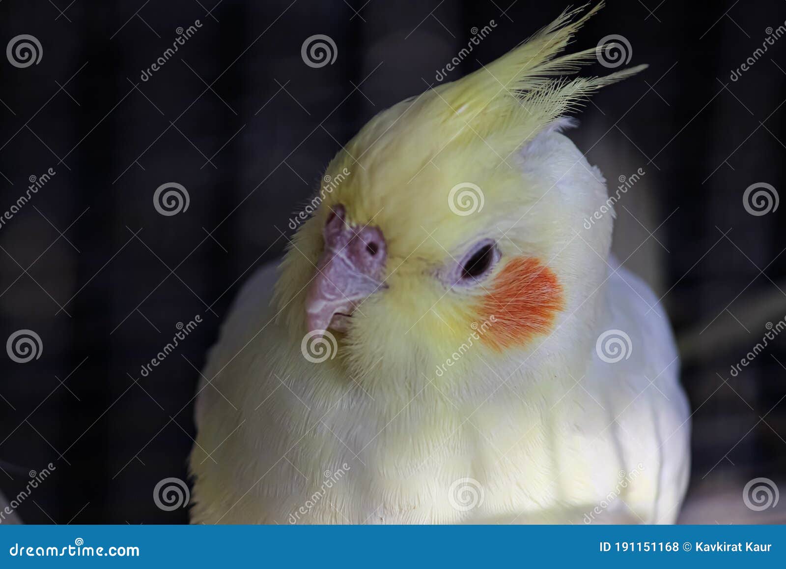 Yellow Head Red Cheeks Cockatiel Stock Photo - Image of nature, animal ...