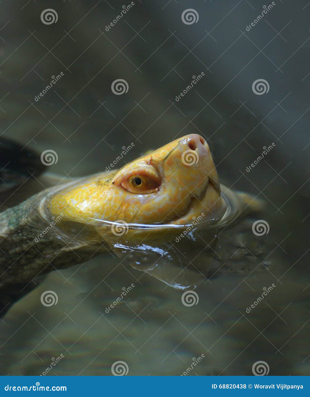 Yellow head turtle stock photo. Image of slider, body - 68820438