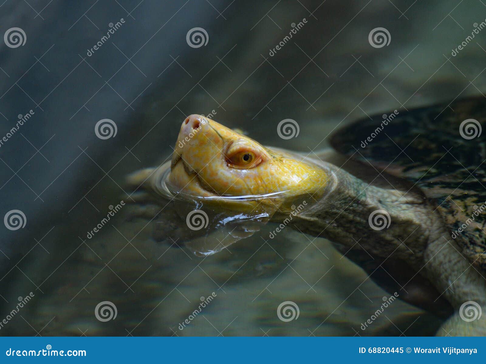 Yellow head turtle stock image. Image of amphibian, macro - 68820445