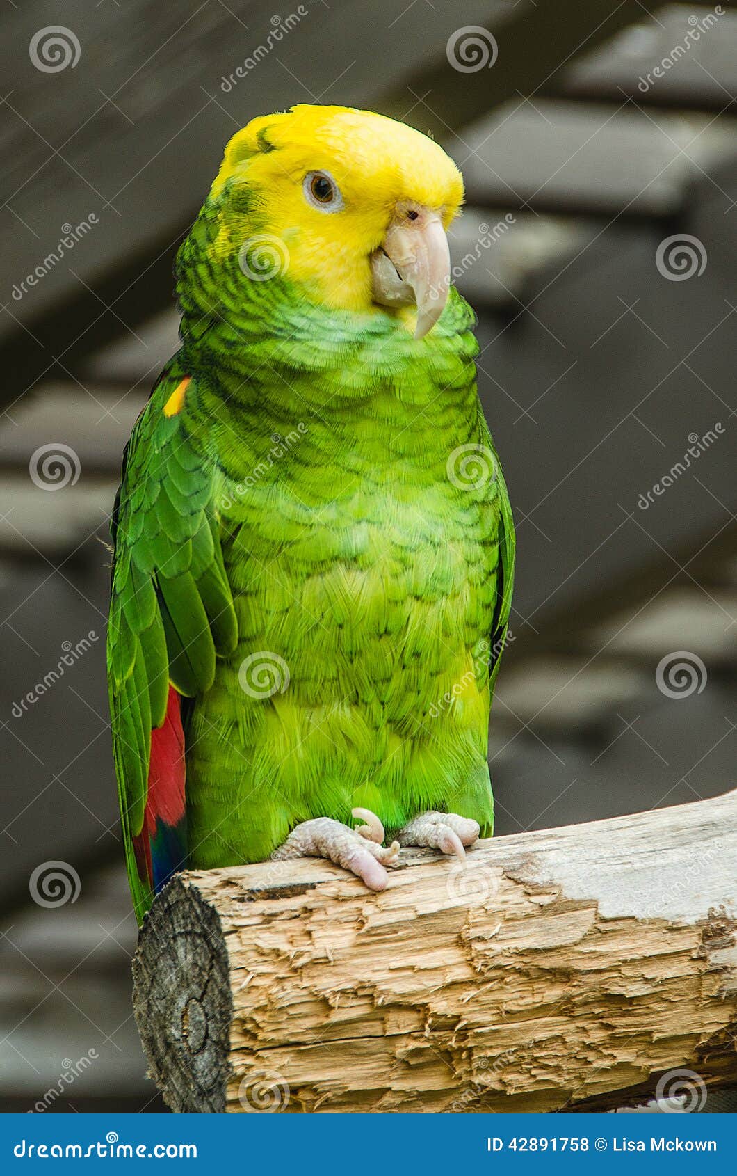 Yellow headed Amazon stock photo. Image of tropics, mexico - 42891758