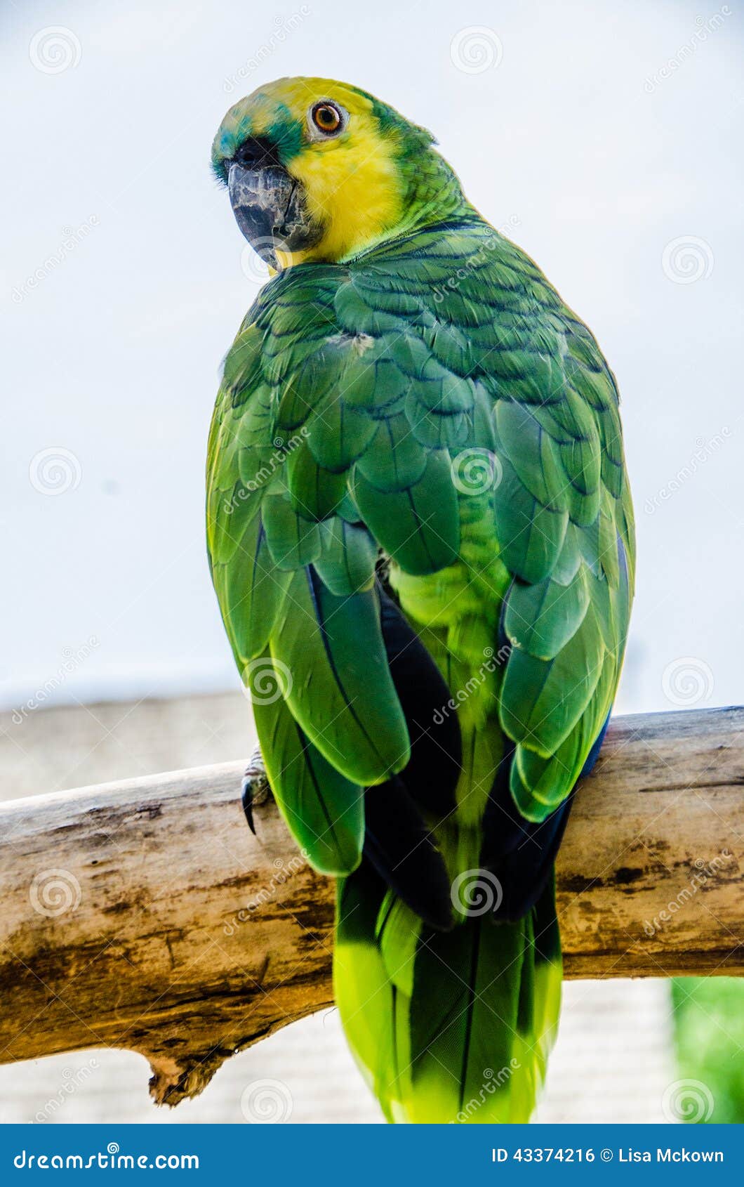 Yellow headed Amazon stock photo. Image of headed, green - 43374216