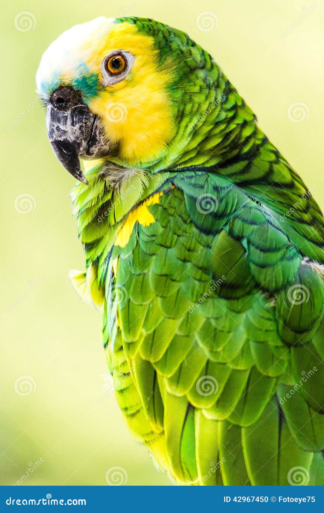 Yellow-headed Amazon bird stock photo. Image of psittaciformes - 42967450
