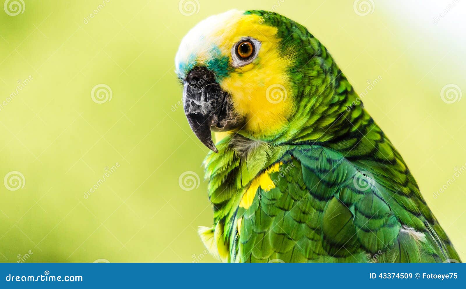 Yellow Headed Amazon Flying